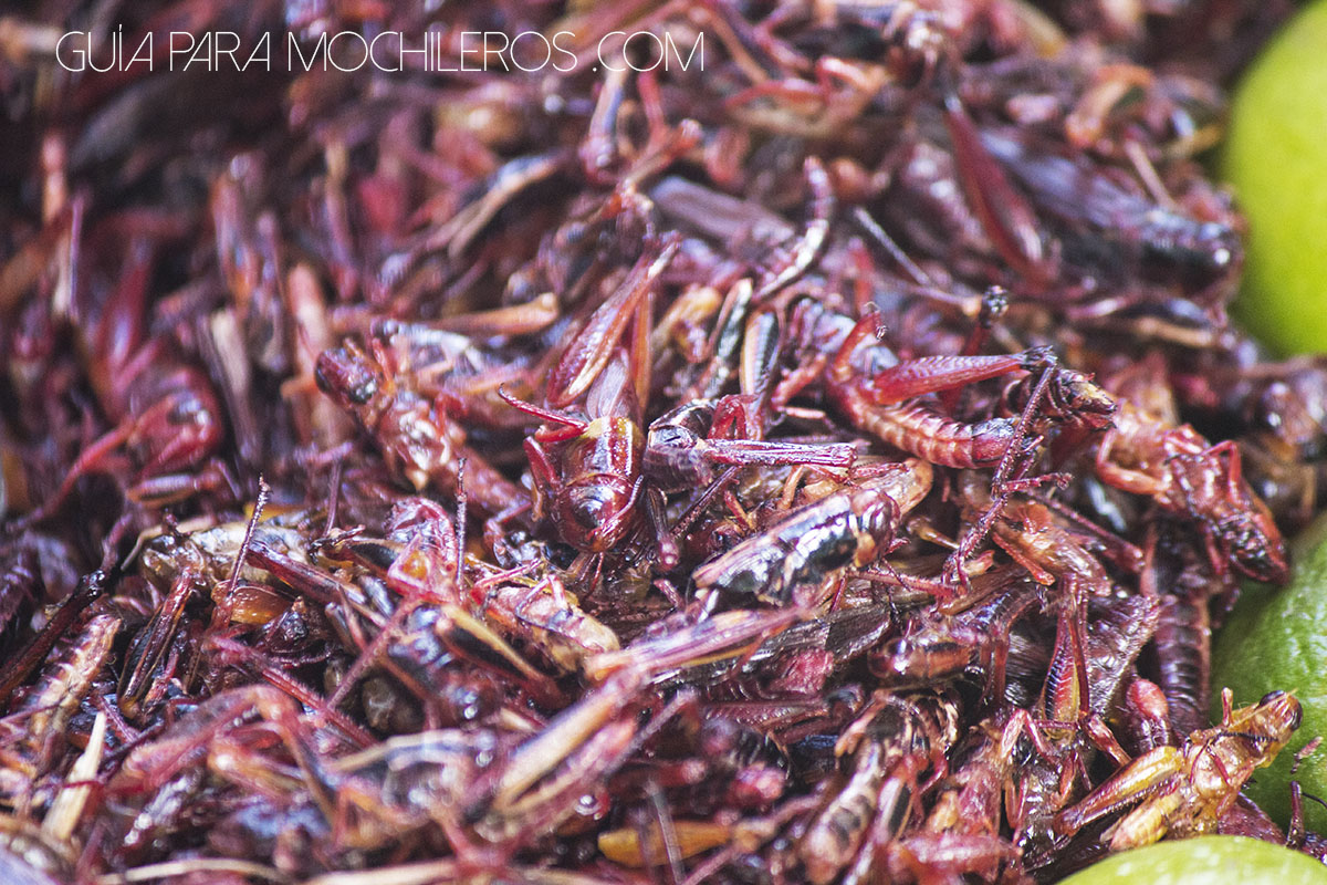 Chapulines - Guía para Mochileros
